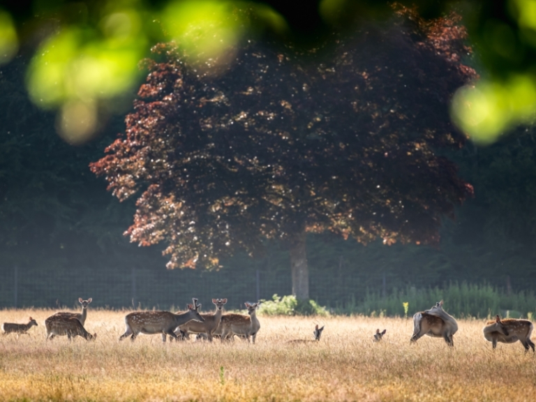 About Downlands - Downlands Estate